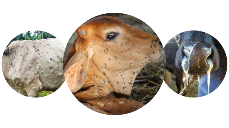 Lumpy Skin Disease in Cattle: Everything You Need to Know - Vetaviana ...
