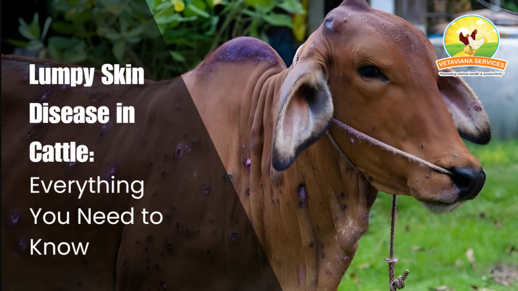Lumpy Skin Disease in Cattle: Everything You Need to Know - Vetaviana ...